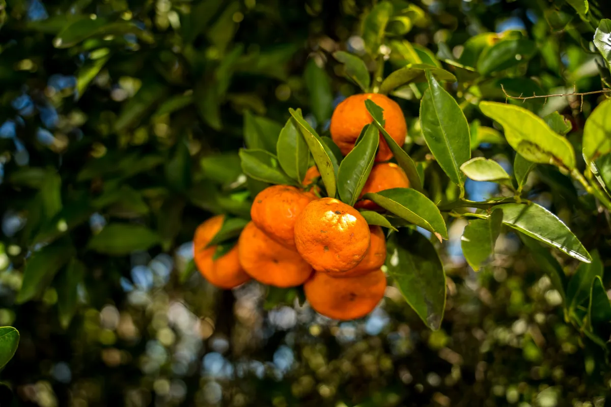 Como Cultivar Ponkan em Casa