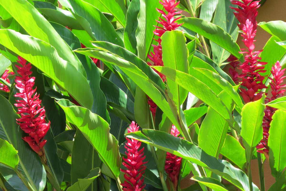 Plantas para piscina: dicas para um paisagismo perfeito